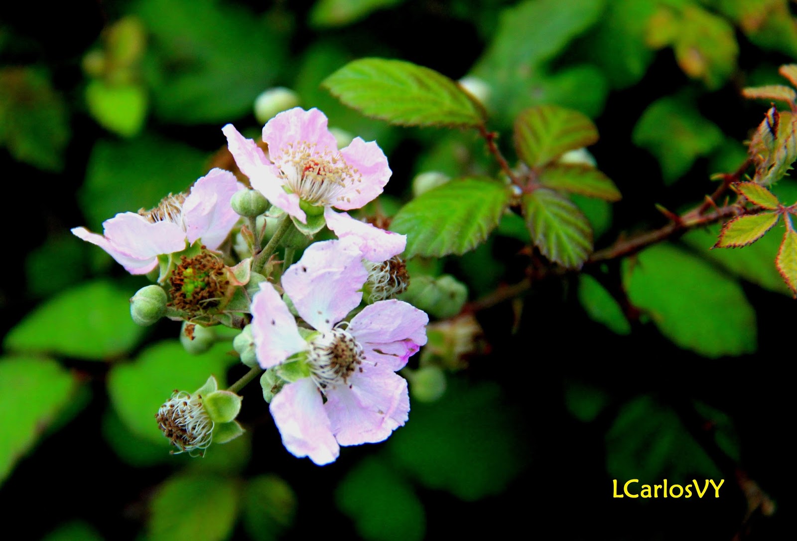 Plantas silvestres de Asturias: Zarza, zarzamora, mora – Rubus Ulmifolius
