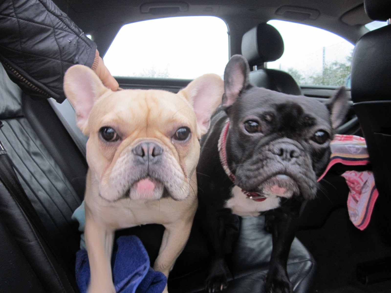 French Bull Dogs - Dogs Breeds Guide