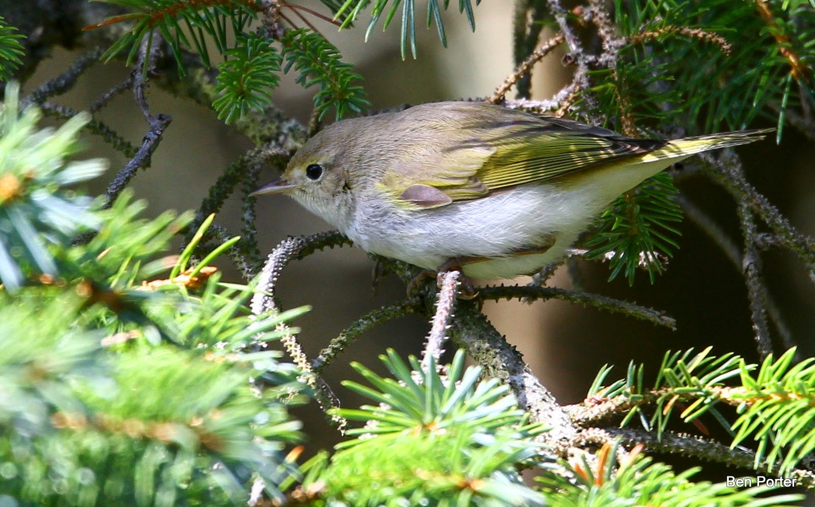 Bardsey's Wildlife: Western Bonelli's Warbler!