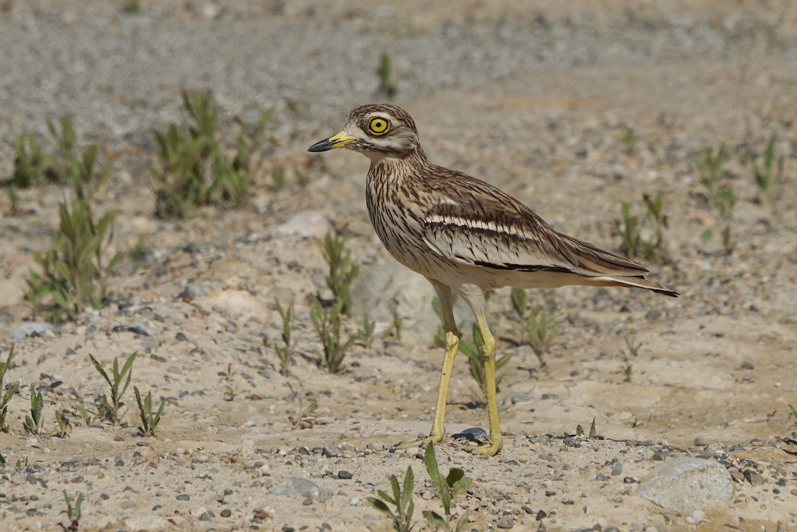 Pasión por las aves: Alcaraván común.(Burhinus oedicnemus)