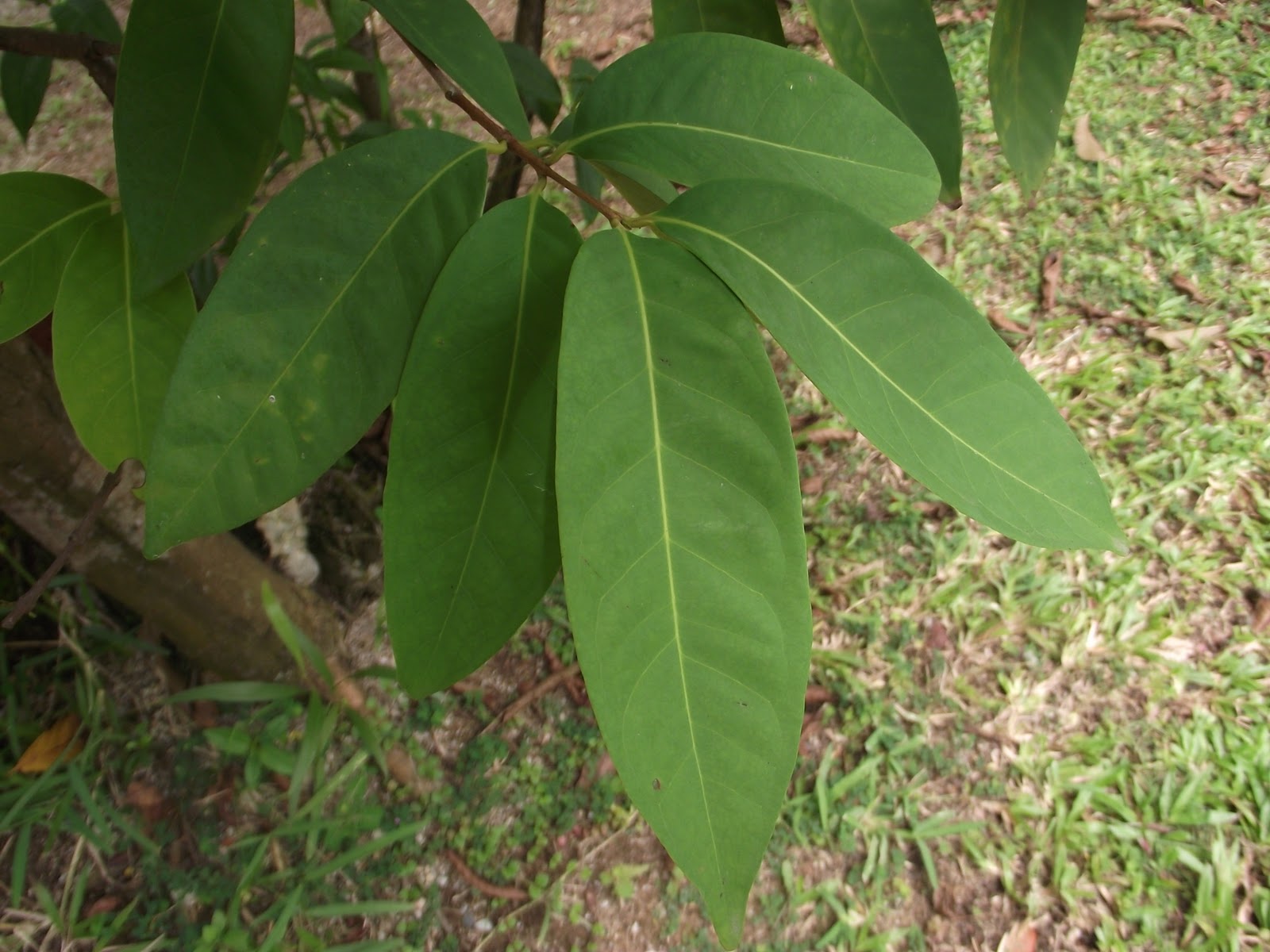 Ngalor Ngidul Cari Info: Penggolongan Tumbuhan