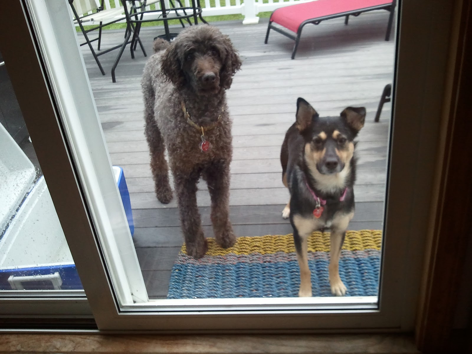 BookHounds: Cool Authors, Haute Dogs: AMY LEWIS FAIRCLOTH