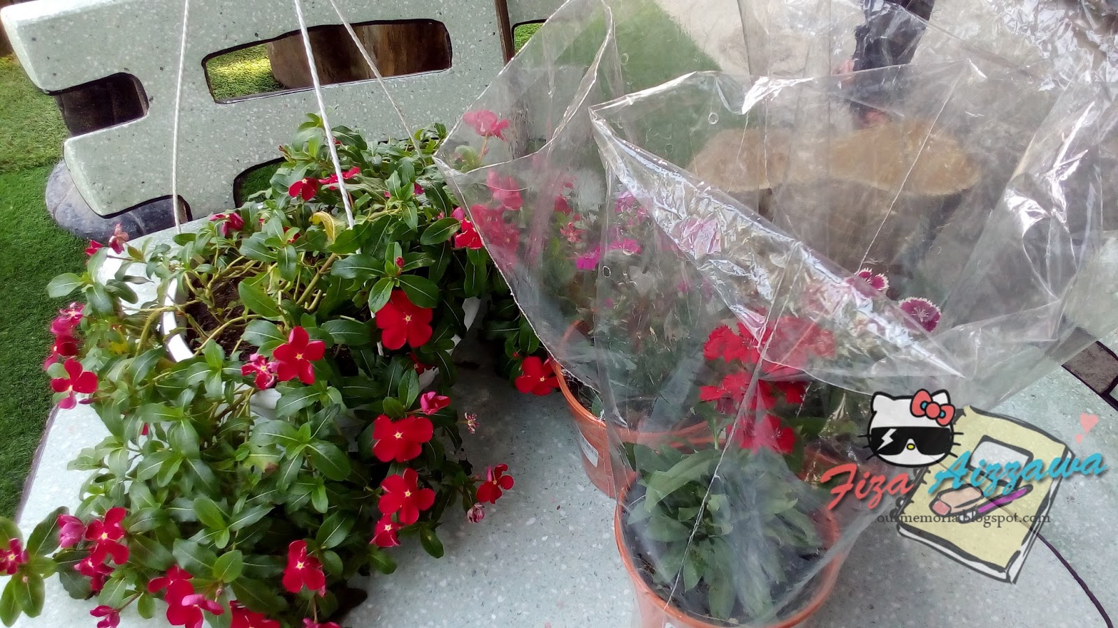 Pelbagai Bunga hiasan dan pokok hiasan di Nurseri Bunga, Sg. Buloh