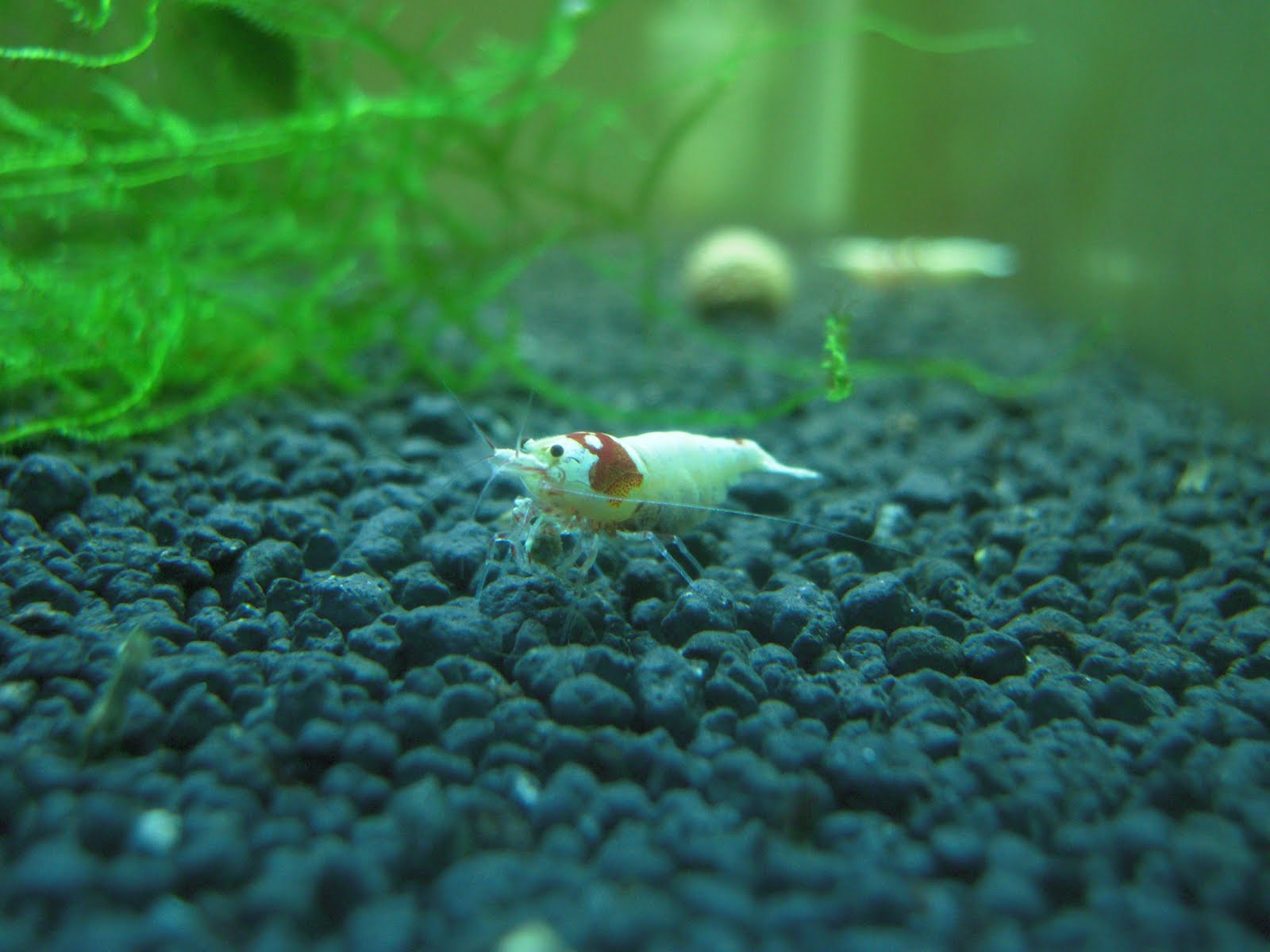 Crystal Red Shrimp: About Ebiten Pure Red Line