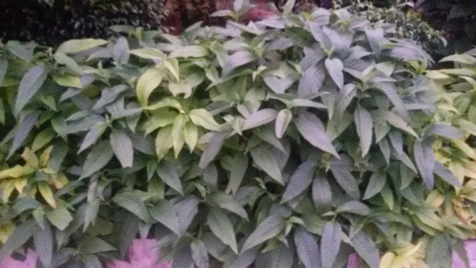 Yellapu Charitha: Multiple advantages of Addasaram plant in mosquitoes ...