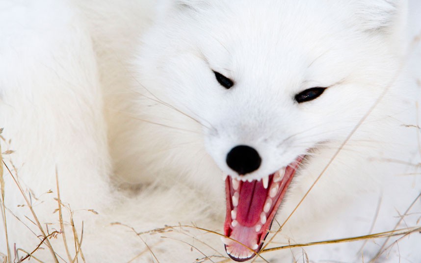 White Wolf : White on white: Amazing Arctic Foxes in Canada ...