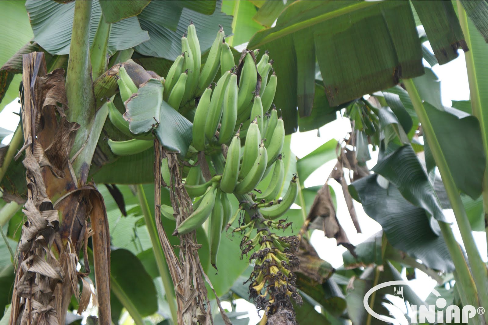 Agrícola: MAL DE PANAMÁ, AMENAZA POTENCIAL PARA EL BANANO Y PLÁTANO