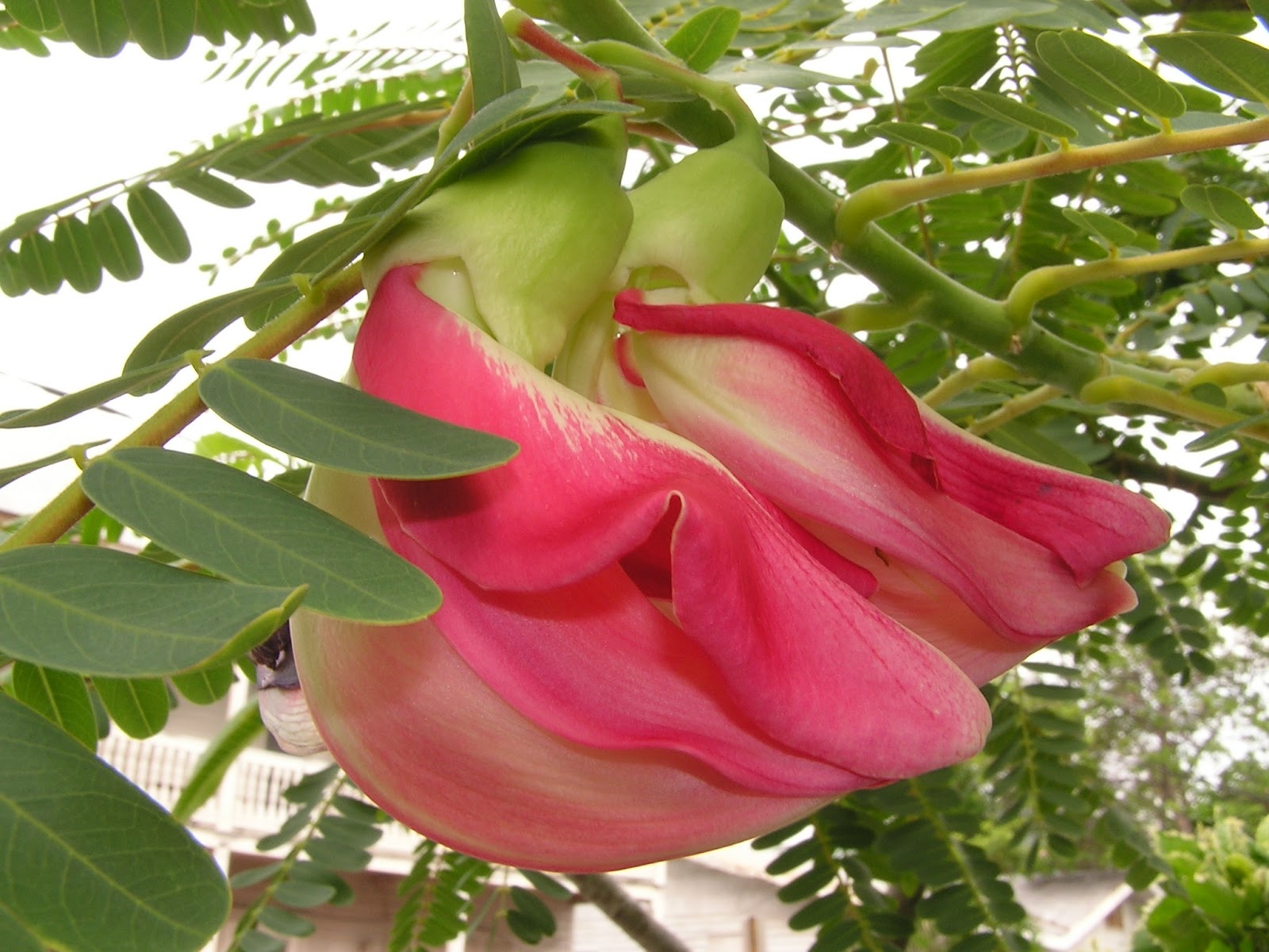 John Starnes' Urban Farm: Katuray