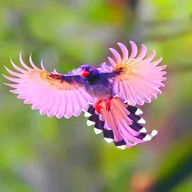 Nice bird ~ Stunning nature
