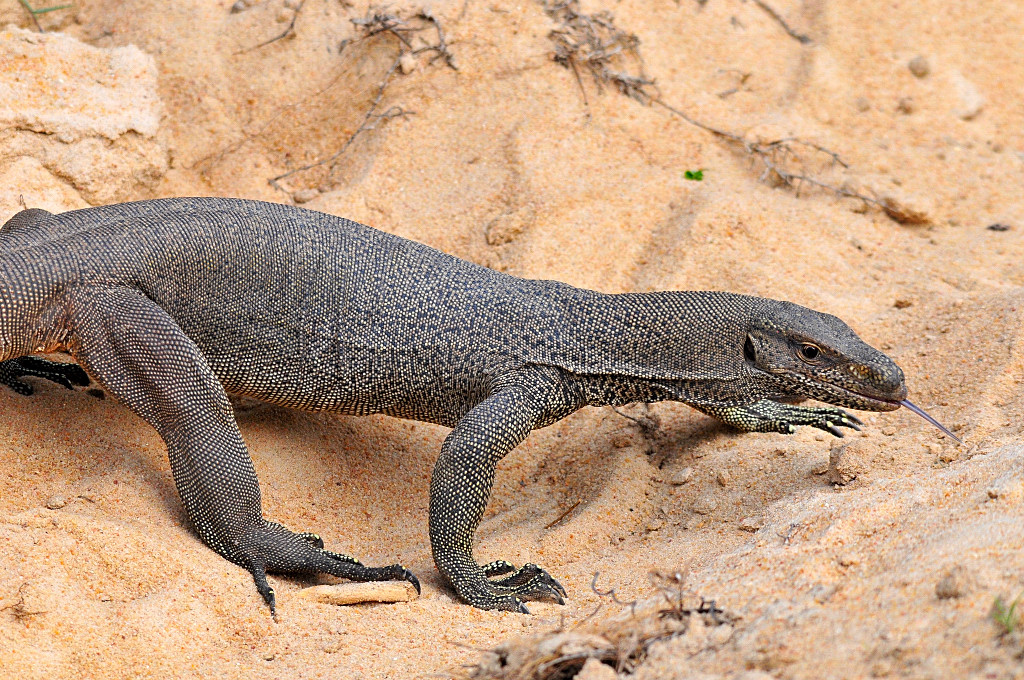 The Life Journey in Photography: Iguana at Yala National Park, Sri Lanka