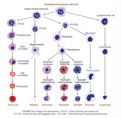 Erythropoiesis - Physiology Notes | PPT Slides