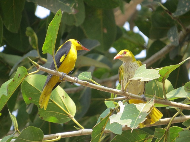 Bird Watcher's Paradise In Odisha #TheBlindList #SayYesToTheWorld | The ...