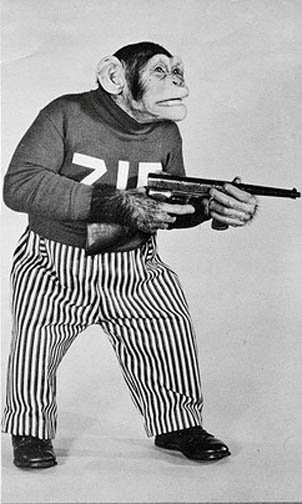 Animals I Admire: Machine gun chimp