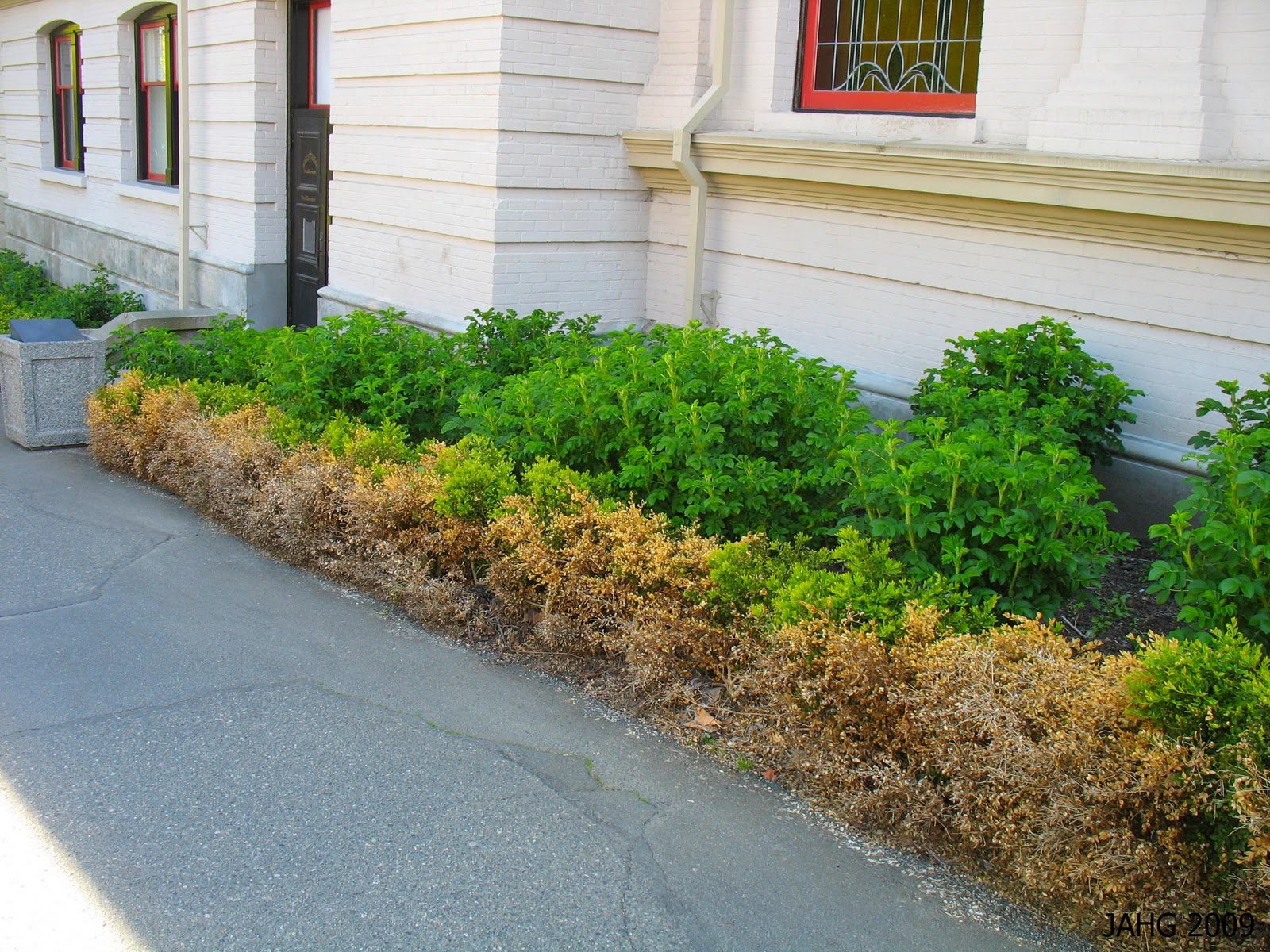 Claytonia Speaks from Fraser Landscapes