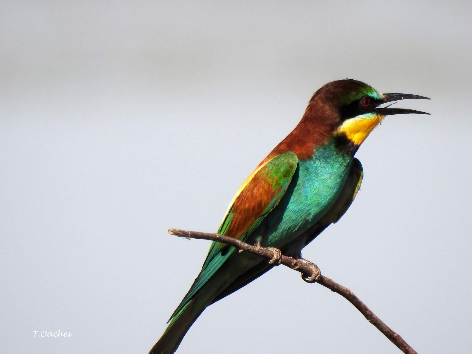 PASARI DIN ROMANIA: PRIGORIE, Merops apiaster