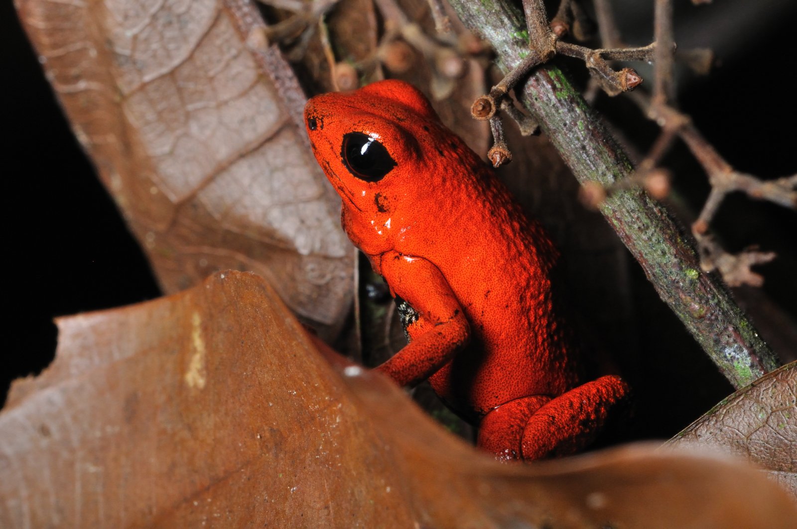 More Costa Rican Frogs! | the pace of nature