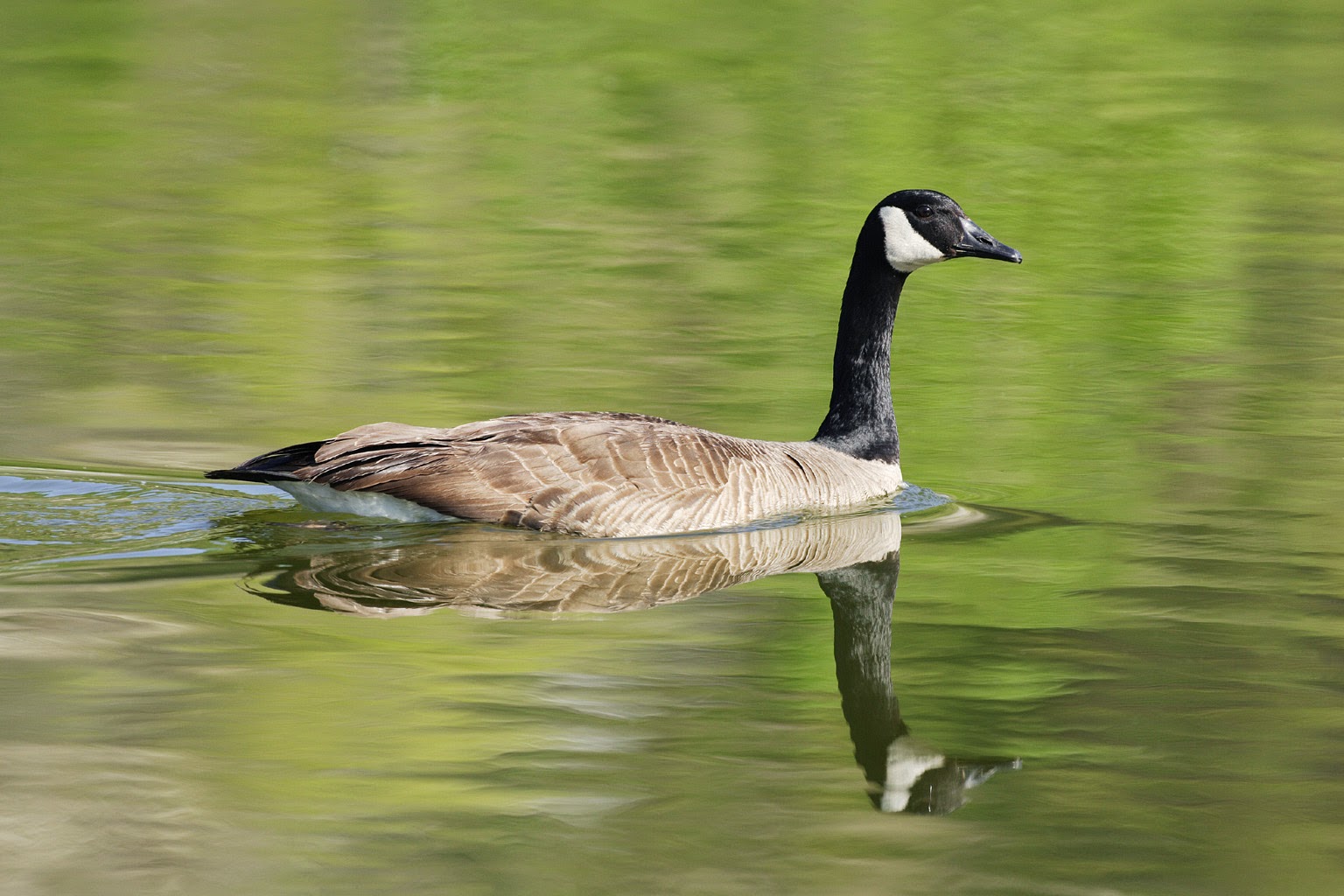 Maravillas de Canadá : Flora y Fauna de Canadá