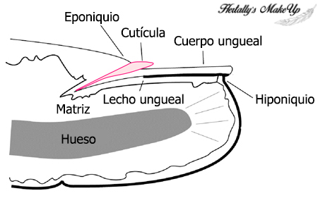 Estructura y fisiologia de las uñas - Hertally's MakeUp