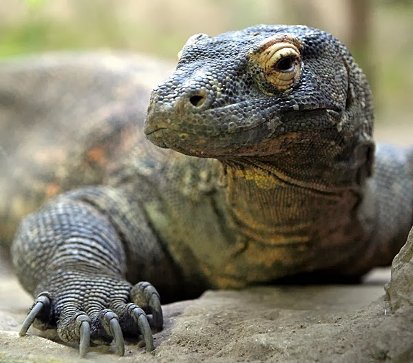 Biologia ogólna: Gady