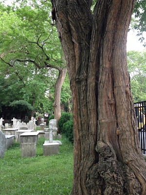 PHILLY TREES: PIONEER TREES