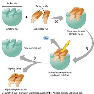 Enzim ( Pengertian, Sifat, Fungsi, Ciri-Ciri, Macam-macam dan Mekanisme ...