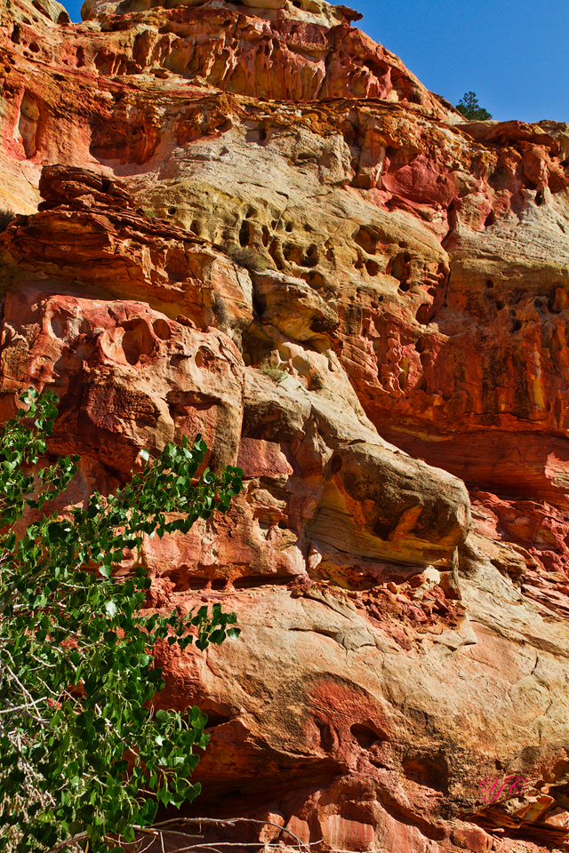 See What I See: YC 镜中的 Capital Reef and Arches NP