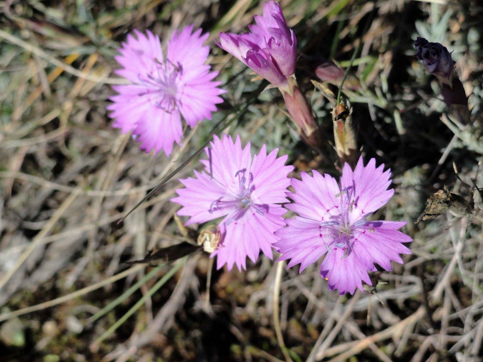 Frumusetile naturii: Garofita pitica de stanca (Dianthus nardiformis)