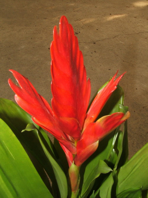 Najpiękniejsze kwiaty świata: FRIZEA