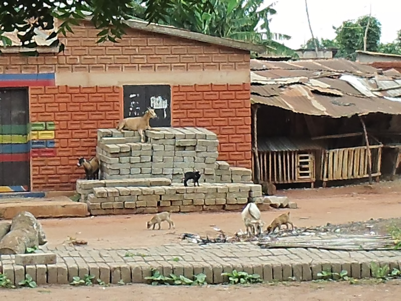 Peace Corps 2011 Togo: Tsevie Photos