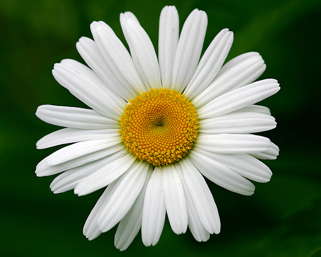 Bijela rada - ljekoviti cvjetak