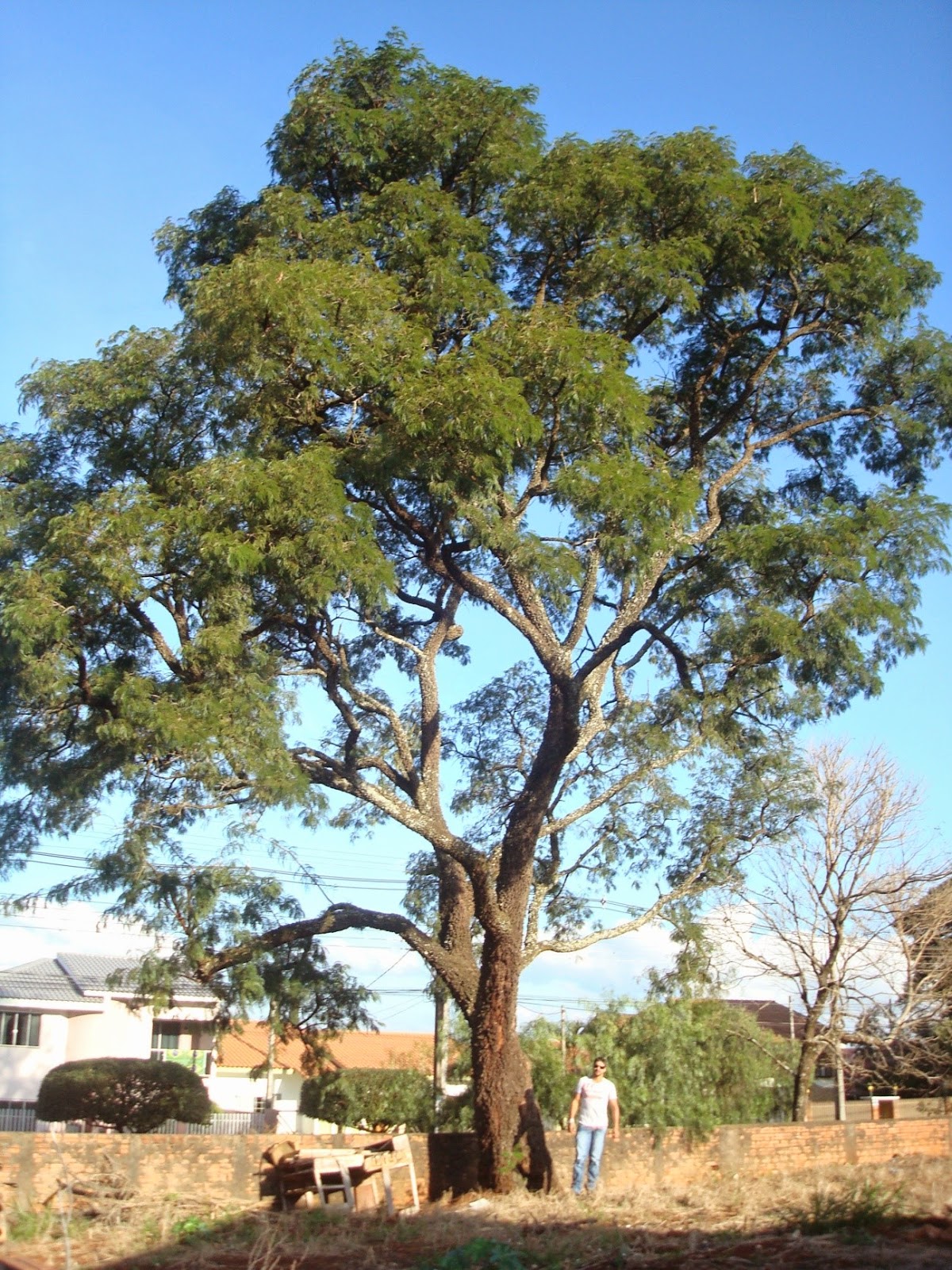 GEOGRAFIA/UNESPAR- PROJETO: Anadenanthera falcata Var. peregrina