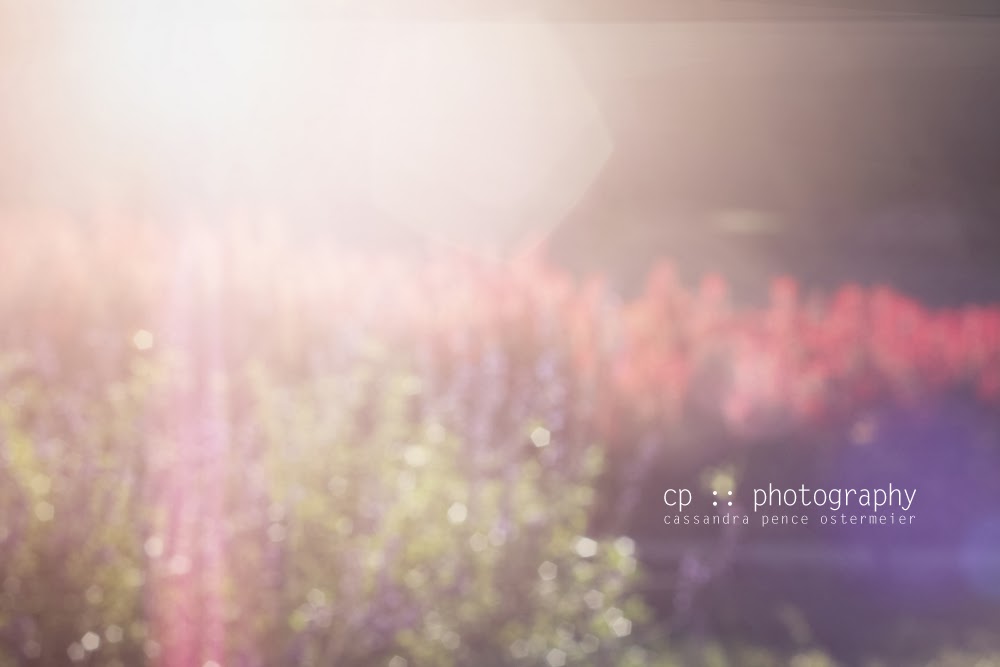 sassafras: light & focus :: abstract photography