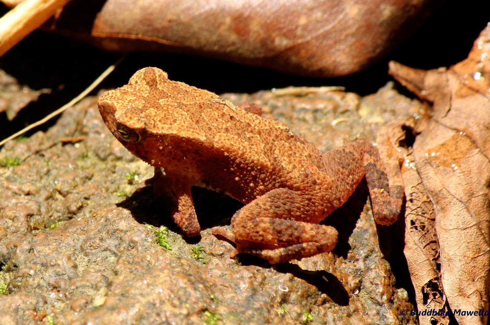Lanka Nature Summary: Kotagama's toad (Duttaphrynus kotagamai)