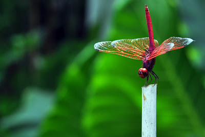 S T i l e T To: Dragonfly ballet - Pas de libellule