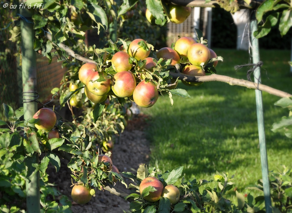 Au fil...: le verger...
