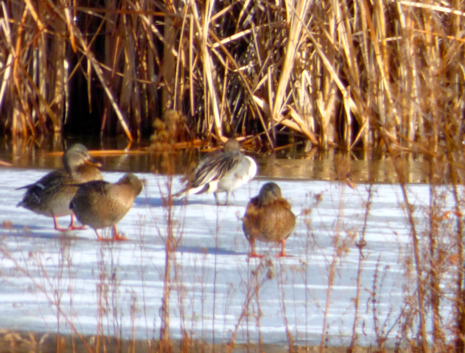 Otowi: FCNC Winter Bird Count 1-10-14