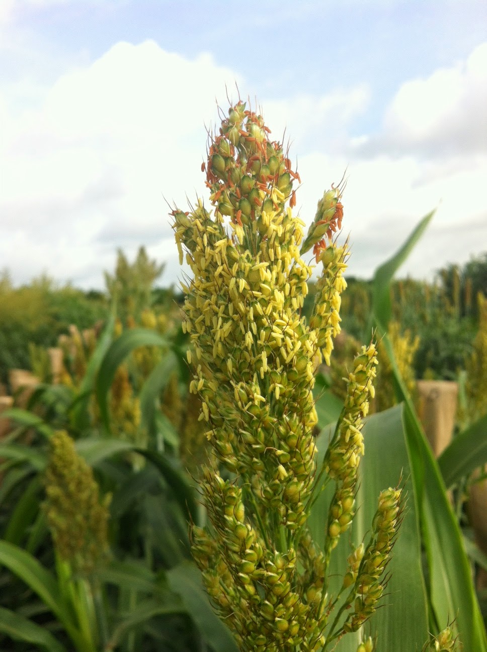 Texas A&M Sorghum Breeding Internship: Crossing Sorghum
