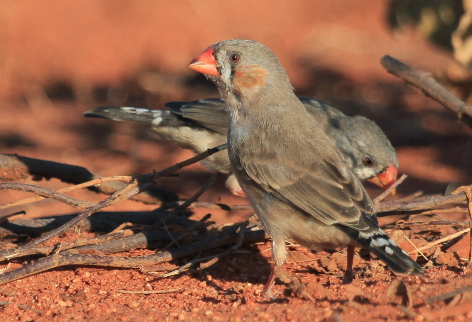 Richard Waring's Birds of Australia: Docker River Zebra Finches ...