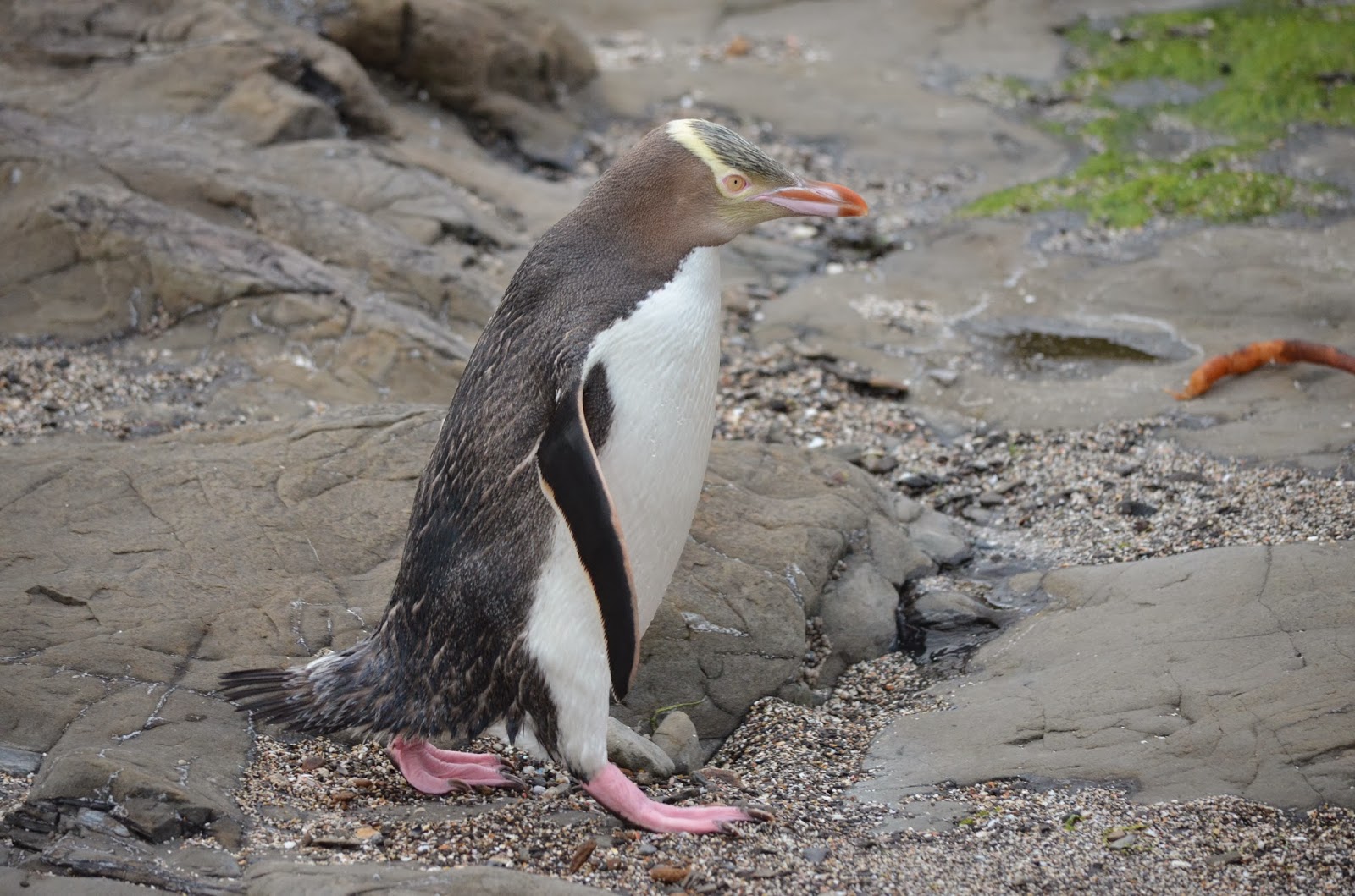 Beating Around the Bush: New Zealand - Invercargill (Curio Bay's ...