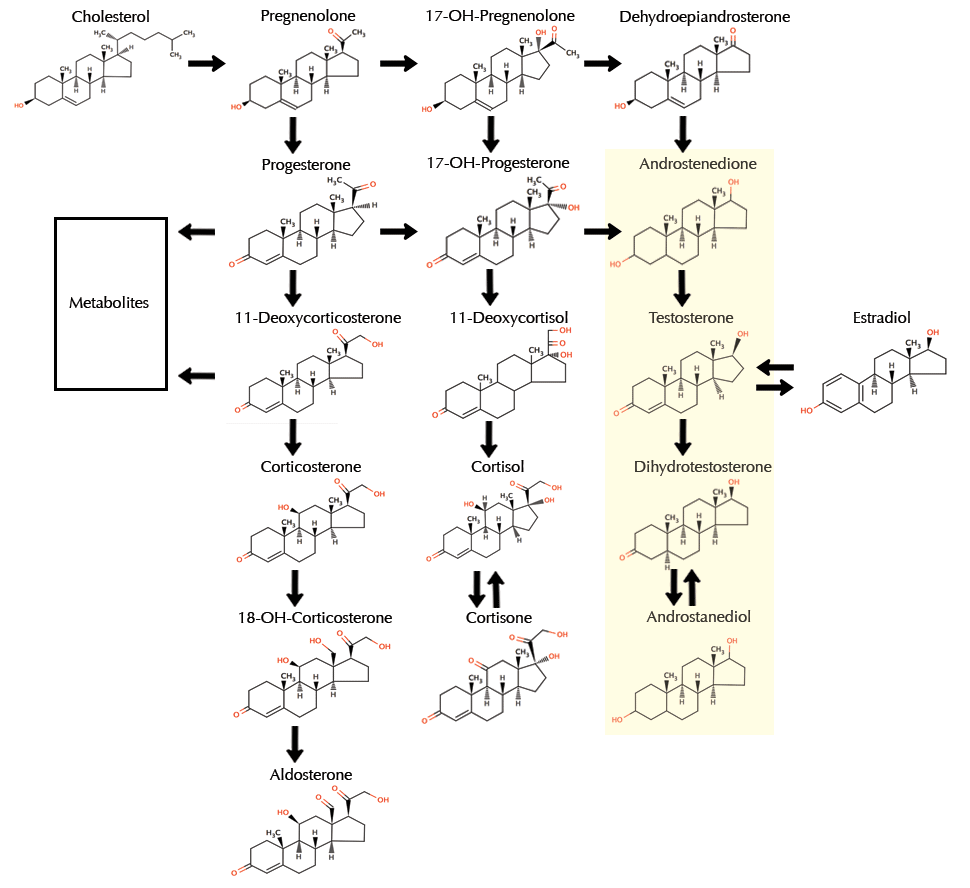 Female Hormonal Imbalance: Androgen to Estrogen