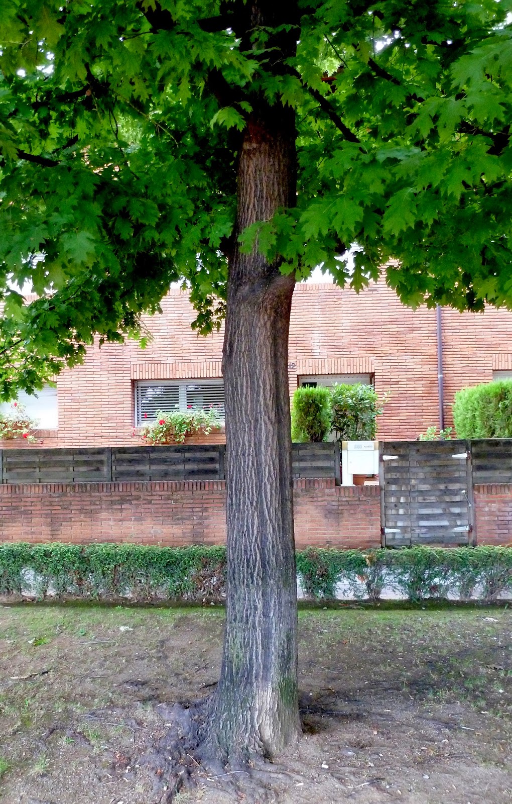 Árboles con alma: Roble rojo americano (Quercus rubra)