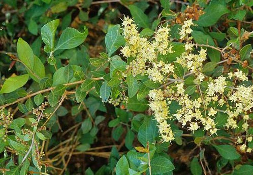 KHASIAT DAN MANFAAT DAUN PACAR KUKU (INAI) UNTUK BISUL, KUDIS, KUKU ...