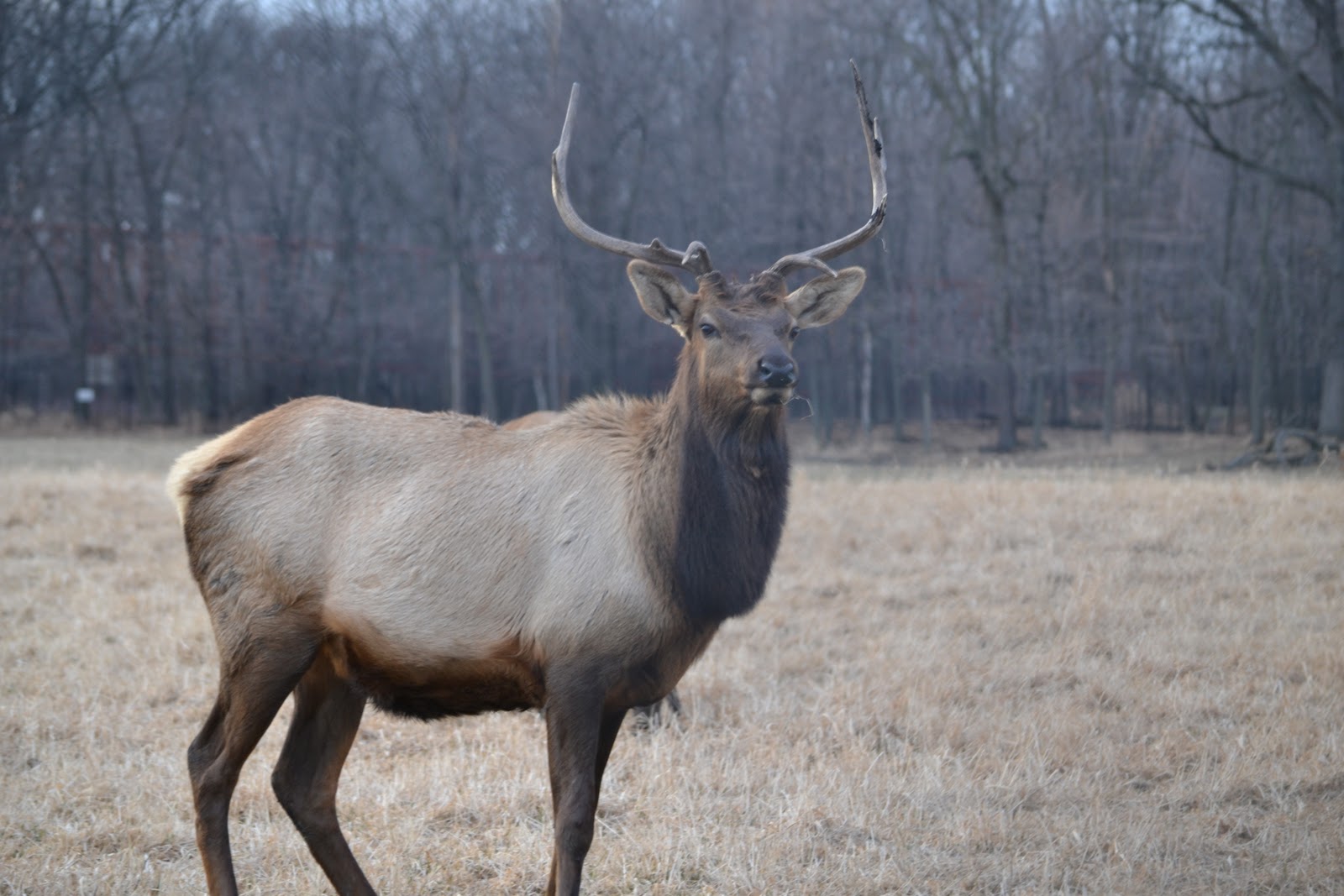 Life-n-Beauty Photography: Several Species of Small Furry Animals