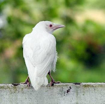 ENTÉRATE BALLENA ALBINA EN BAJA CALIFORNIA SUR