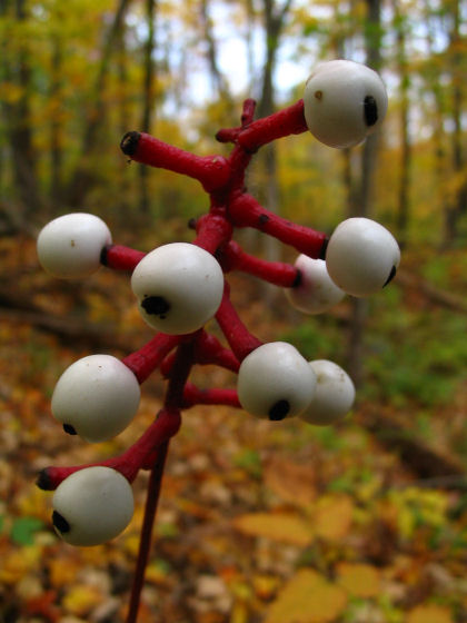 THE EYEBALL PLANT - Actaea pachypoda |The Garden of Eaden