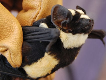 The Presurfer: December 2013