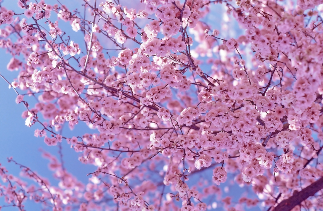 Cherry Blossom