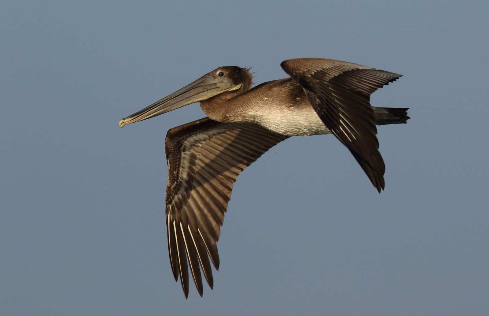 Brown Pelicans photographed in golden light - Greg in San Diego