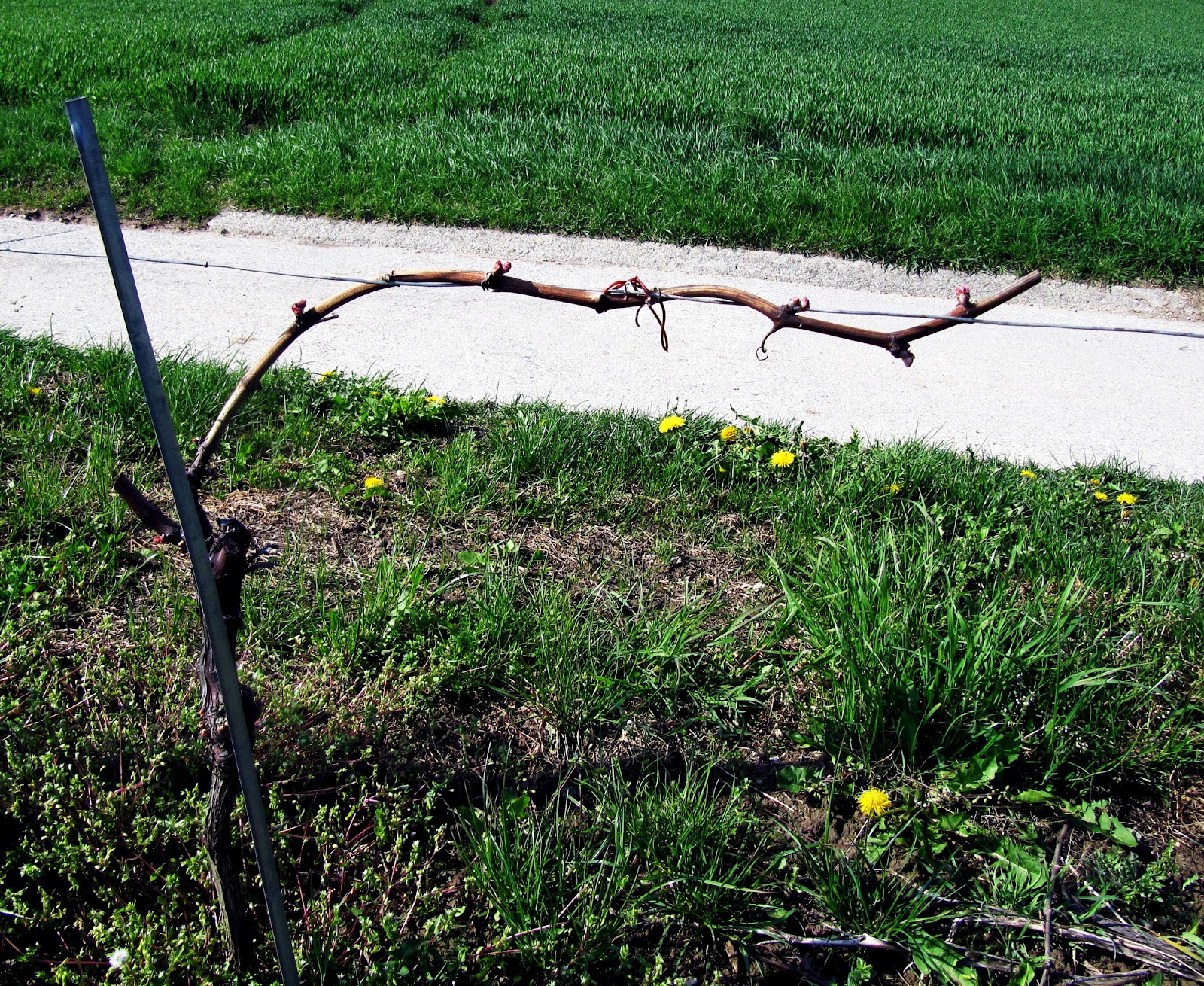 Histoire et histoires d'Arnex sur Orbe: Vignes d'Arnex : Systèmes culturaux