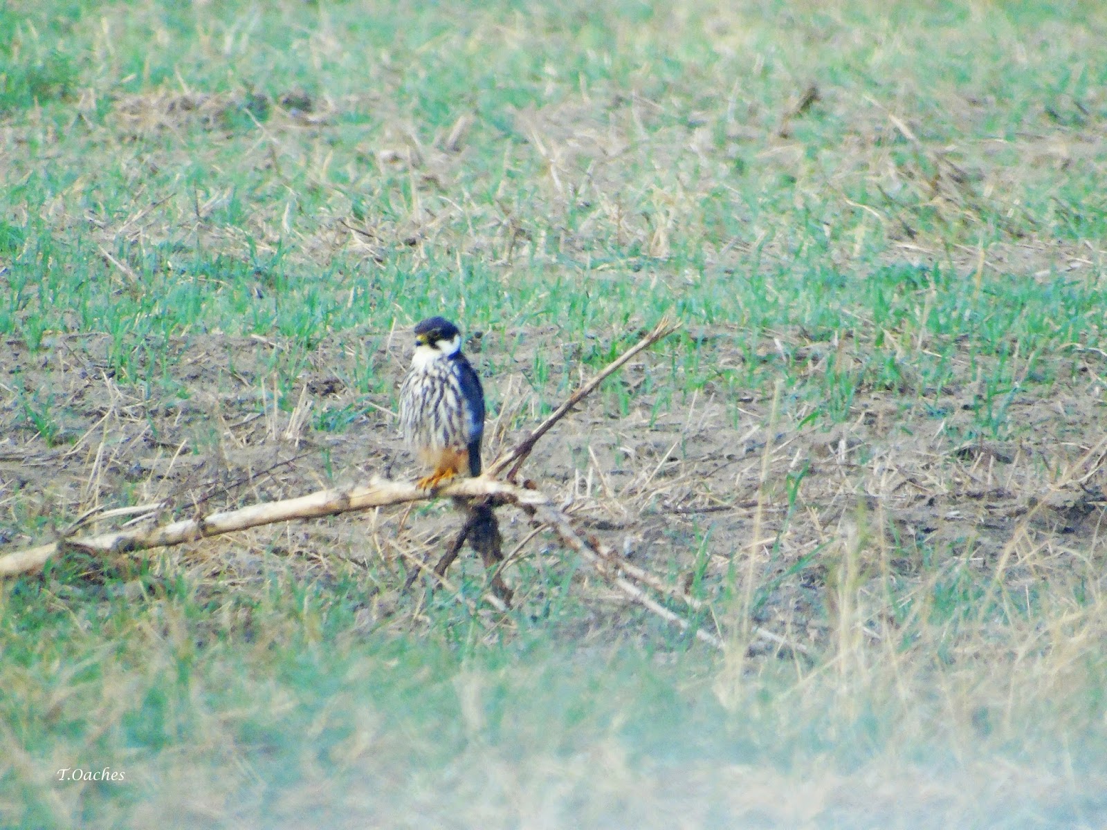 PASARI DIN ROMANIA: SOIMUL RANDUNELELOR, Falco subbuteo